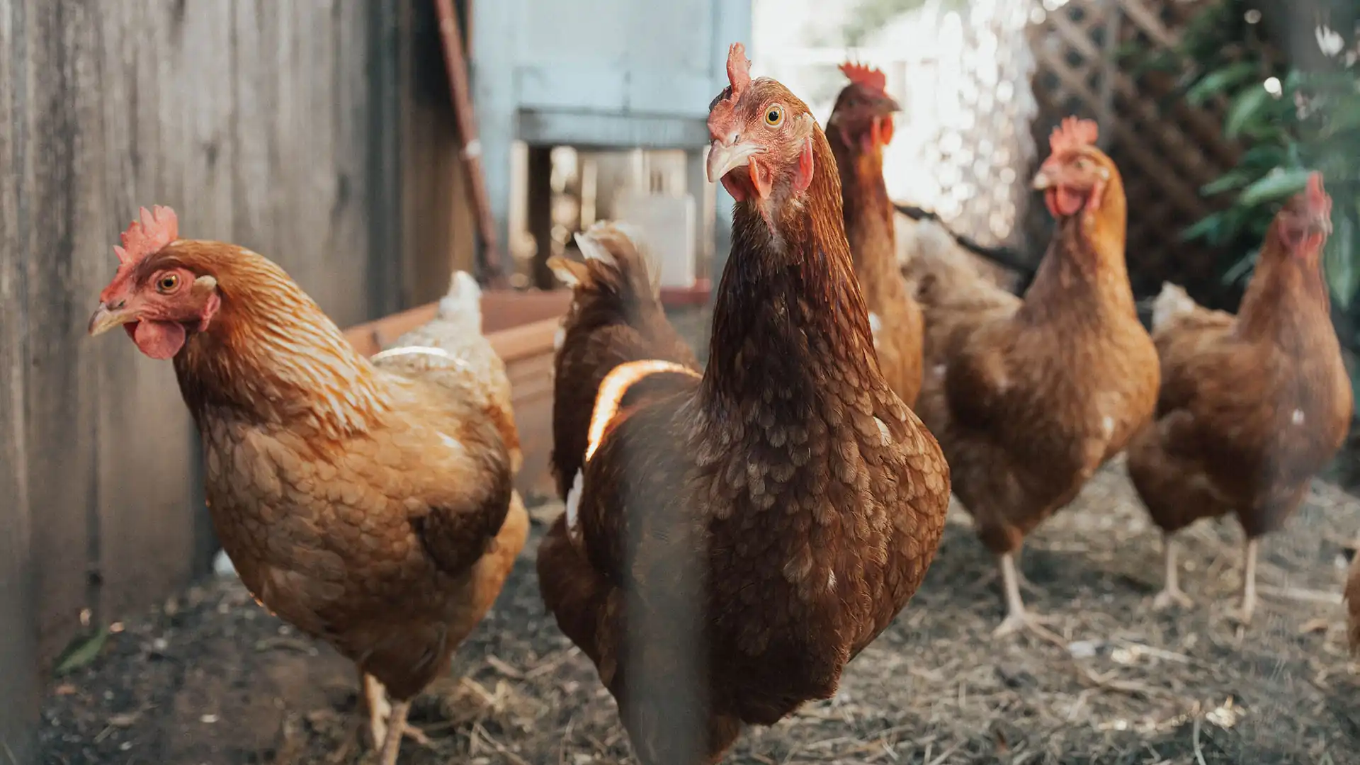 Kapan Pullet Ayam Petelur Akan Bertelur? - PPG