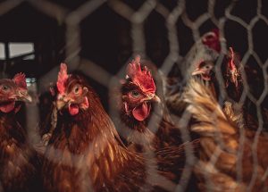 Bingung Menentukan Umur Panen Ayam Broiler? Ini Tipsnya! - PPG