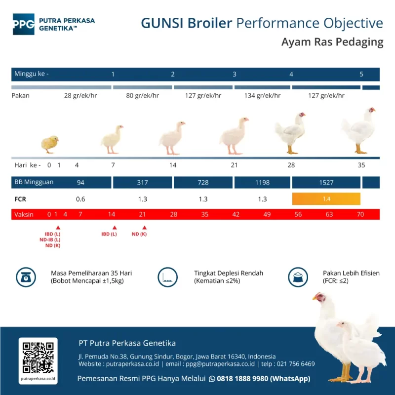 DOC Ayam Broiler Komersial (GUNSI Broiler™) - PPG