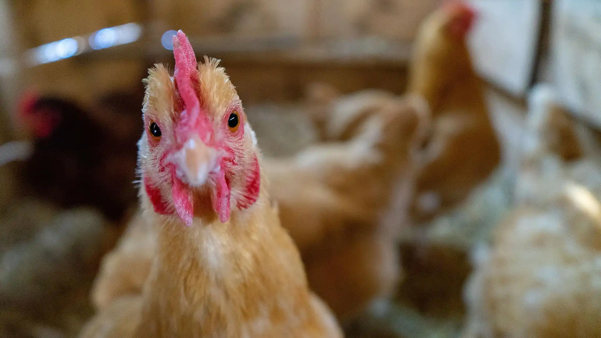 Chicken Anemia: Penyebab, Gejala, Pencegahan - PPG