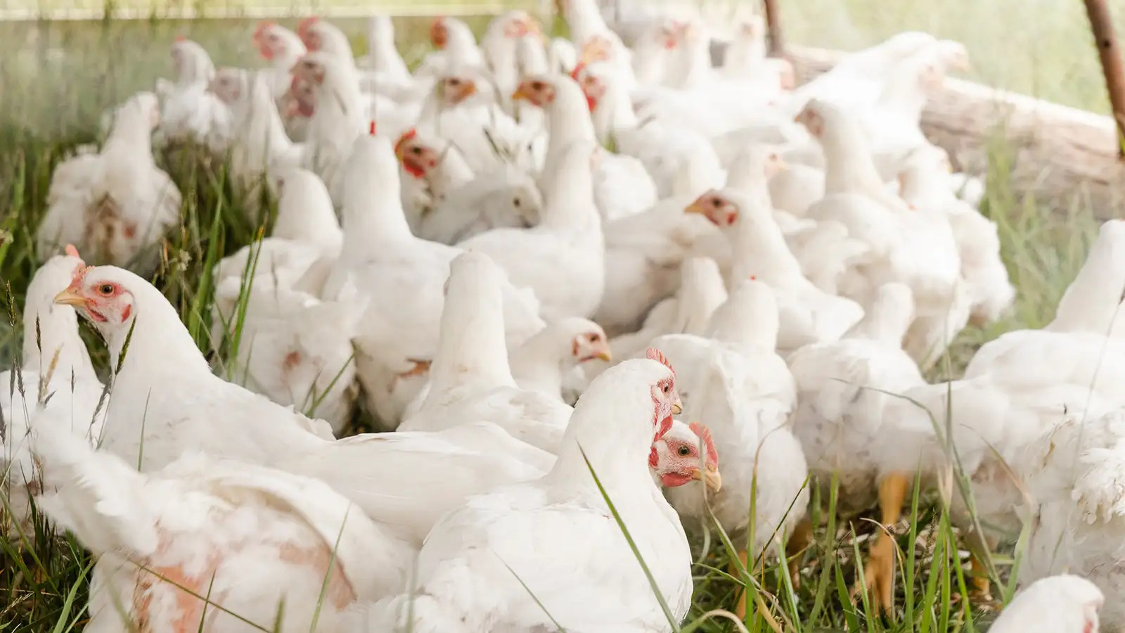 12 Cara Rahasia Merawat DOC Ayam Broiler agar Sehat & Cuan