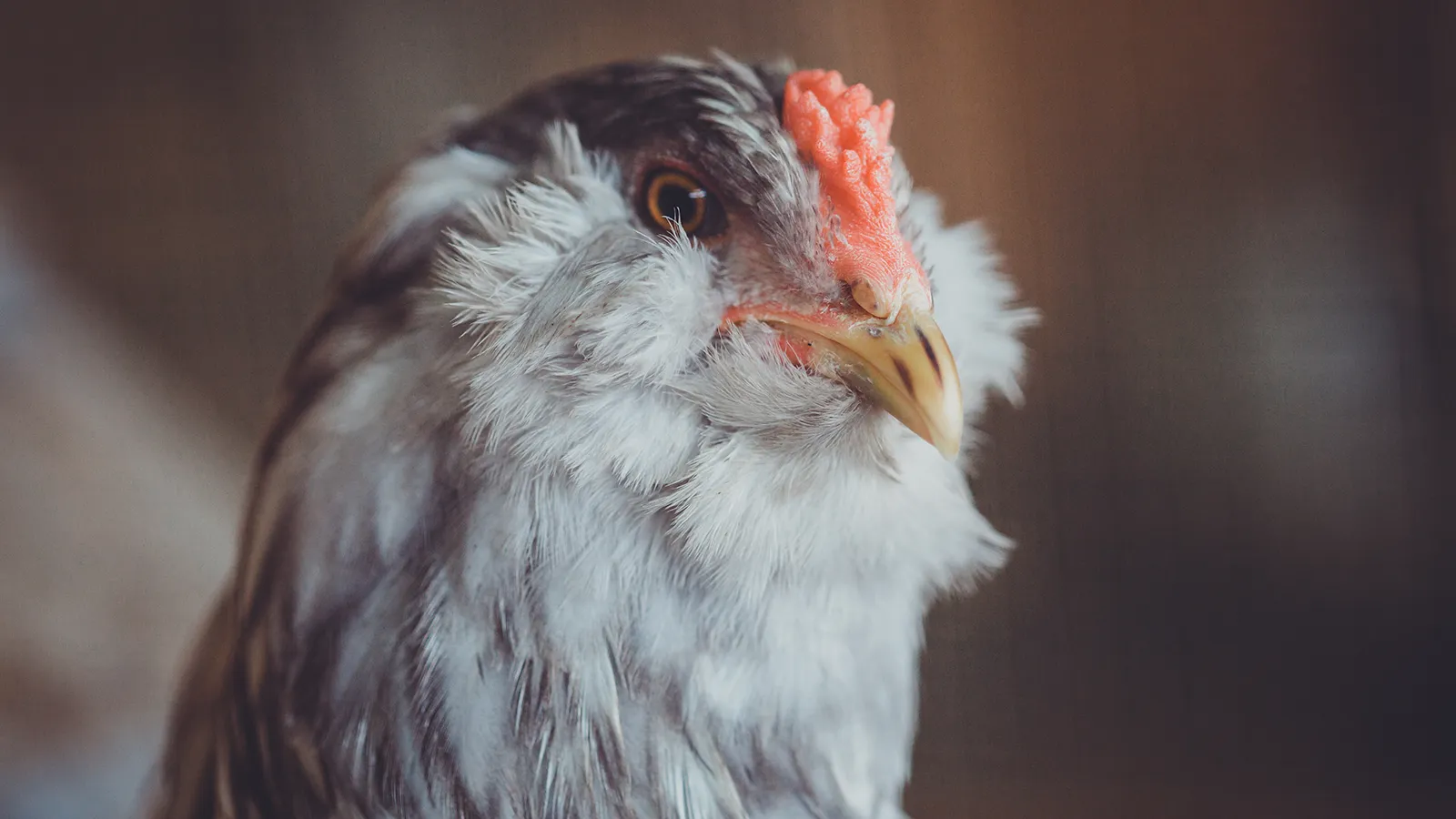 Apa Itu Ayam Ameraucana? Penghasil Telur Biru dari Amerika