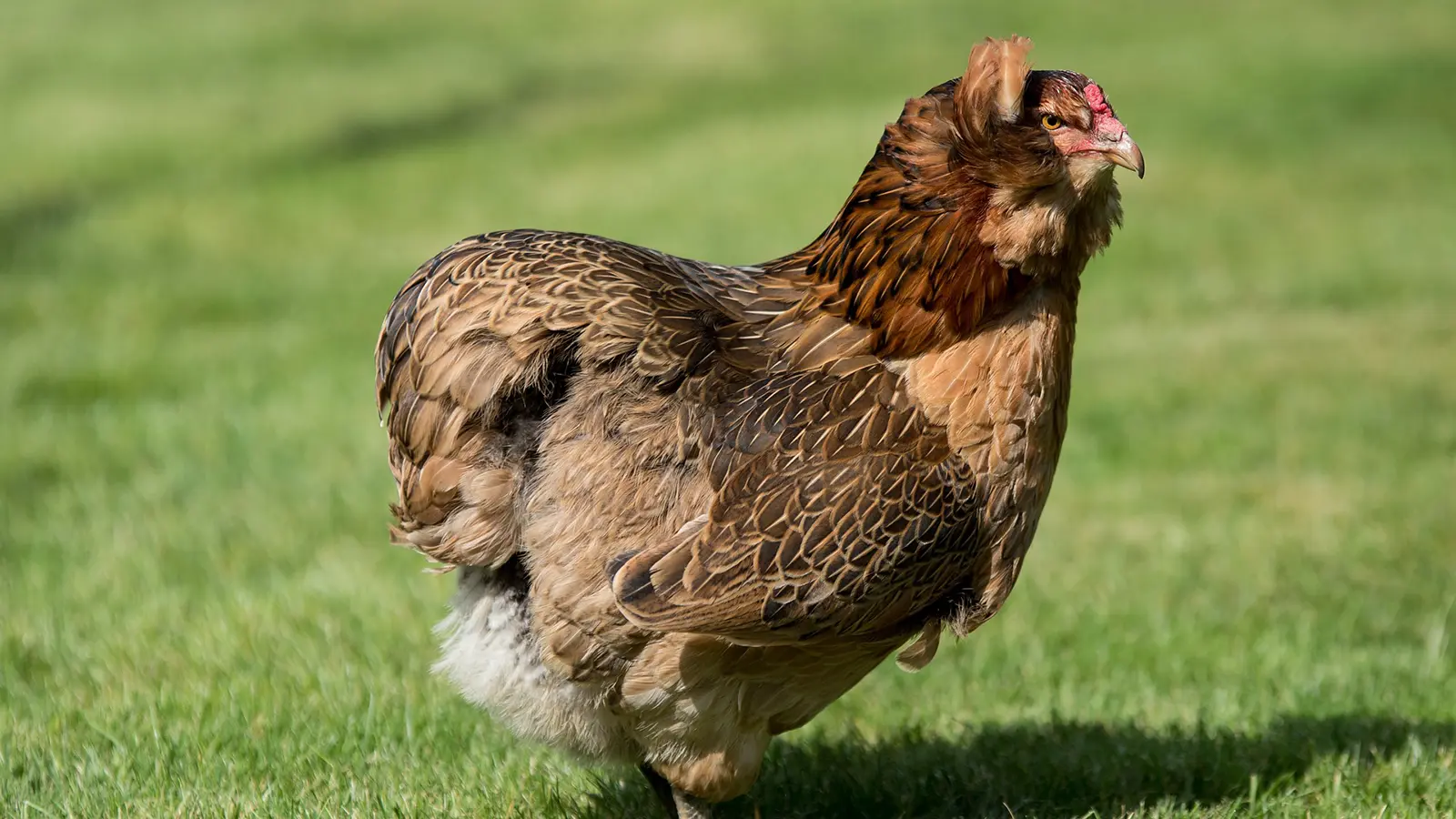 Ayam Araucana: Asal, Ciri, Jenis hingga Keunggulannya - PPG